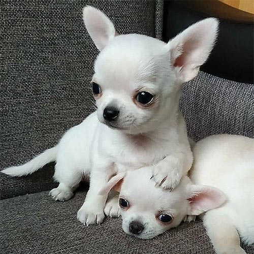 Los perros CHIHUAHUAS - Un Chihuahua