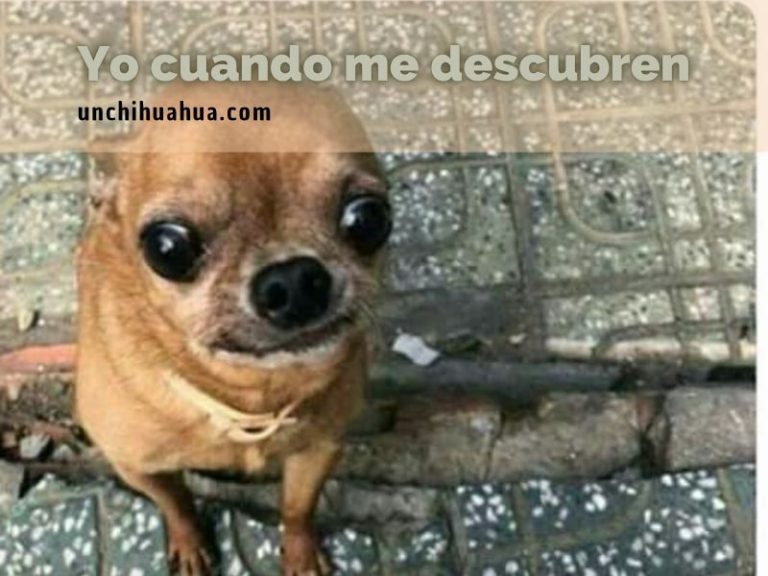 Chihuahuas en las Redes Sociales #chihuahua y 10 Memes de Chihuahuas ...