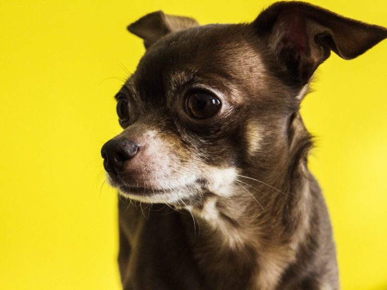 Chihuahua: ¿CUÁNDO SE LE PARAN las OREJAS?