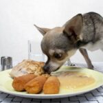 COCINA para tu CHIHUAHUA: 5 CONSEJOS CLAVE