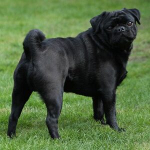 Pug Negro: 7 CURIOSIDADES IMPRESCINDIBLES que DEBES Saber