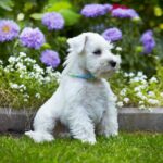 SCHNAUZER BLANCO: 7 ASPECTOS FASCINANTES que IMPRESIONAN